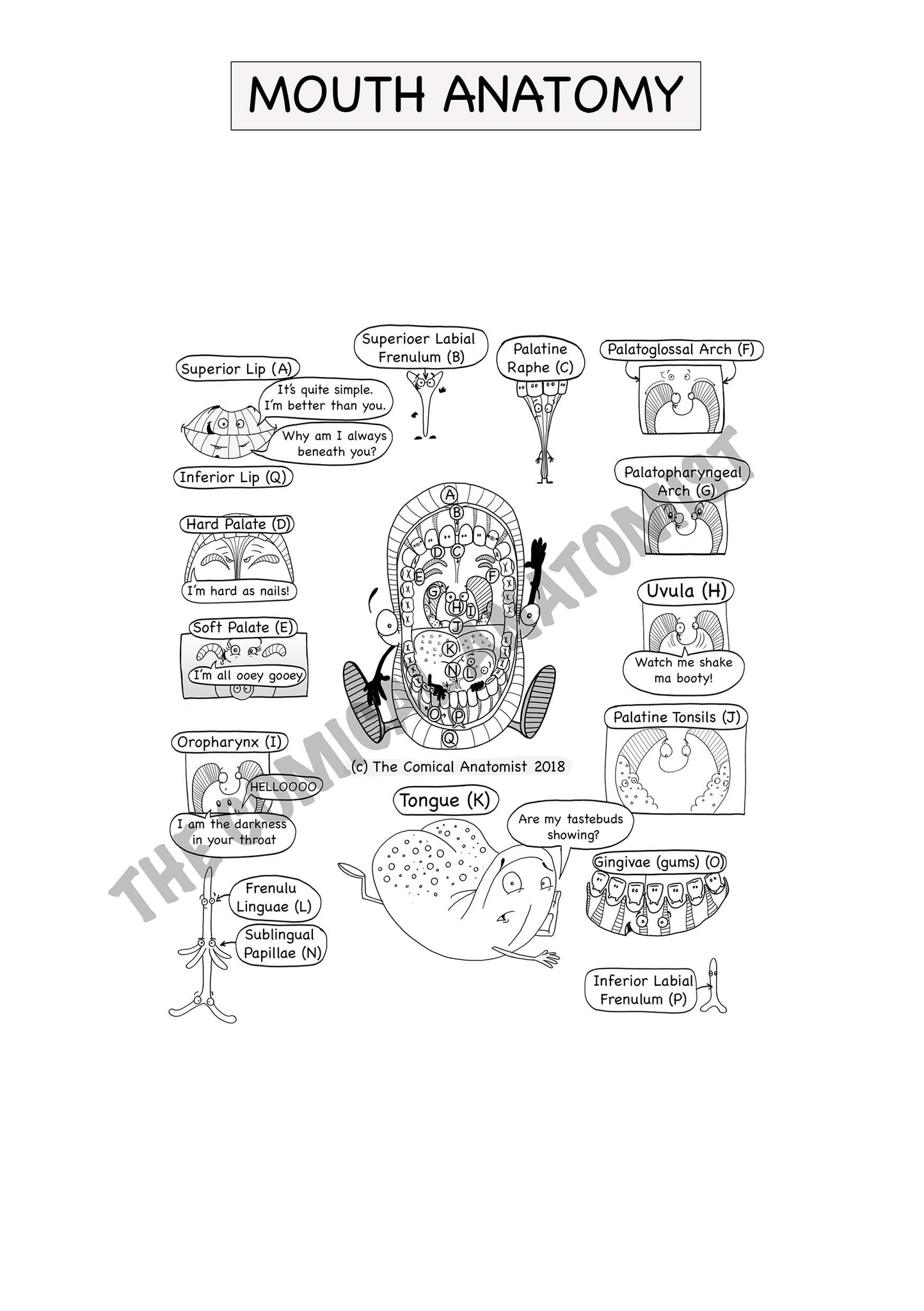 Digestive System Coloring Book (Digital Download) | The Comical ...