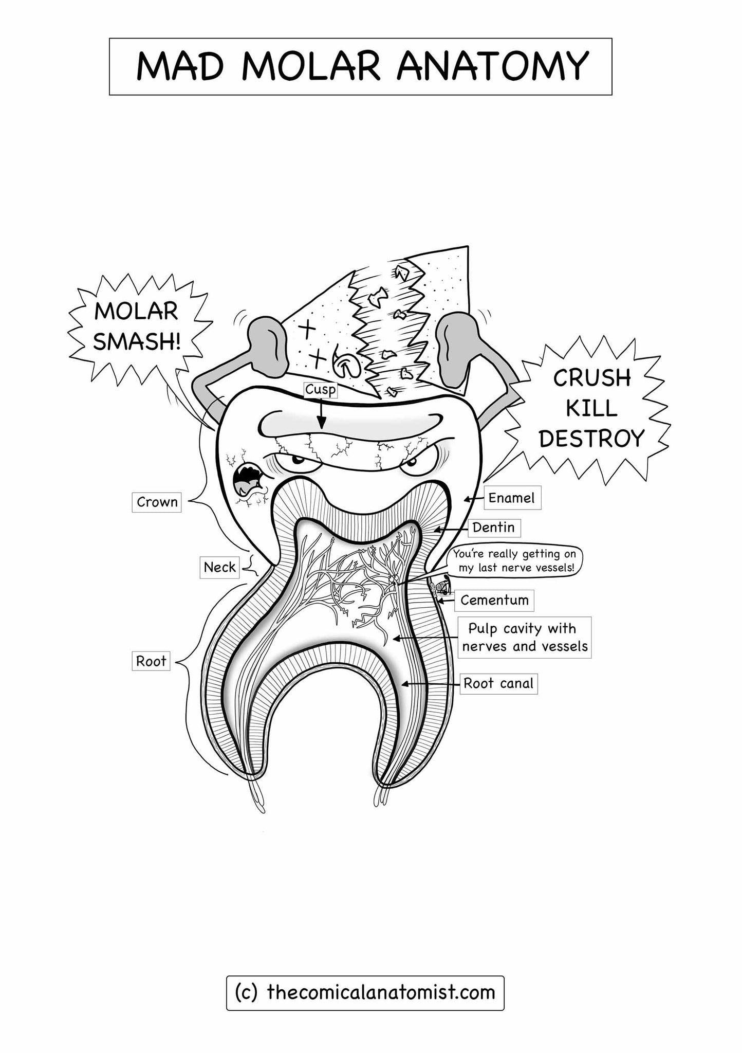 Digestive System Coloring Book (Digital Download) | The Comical ...