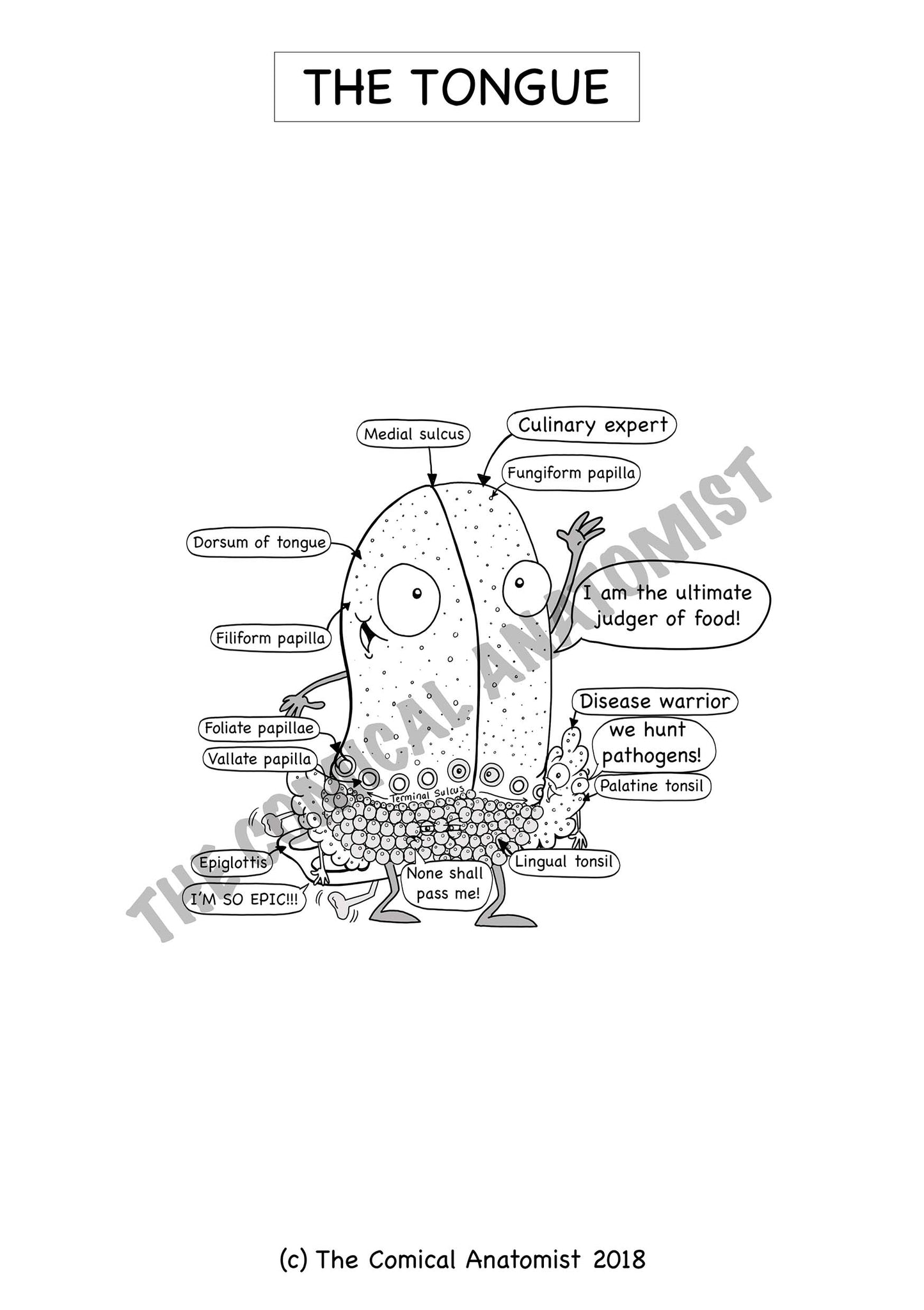 Digestive System Coloring Book (Digital Download) | The Comical ...