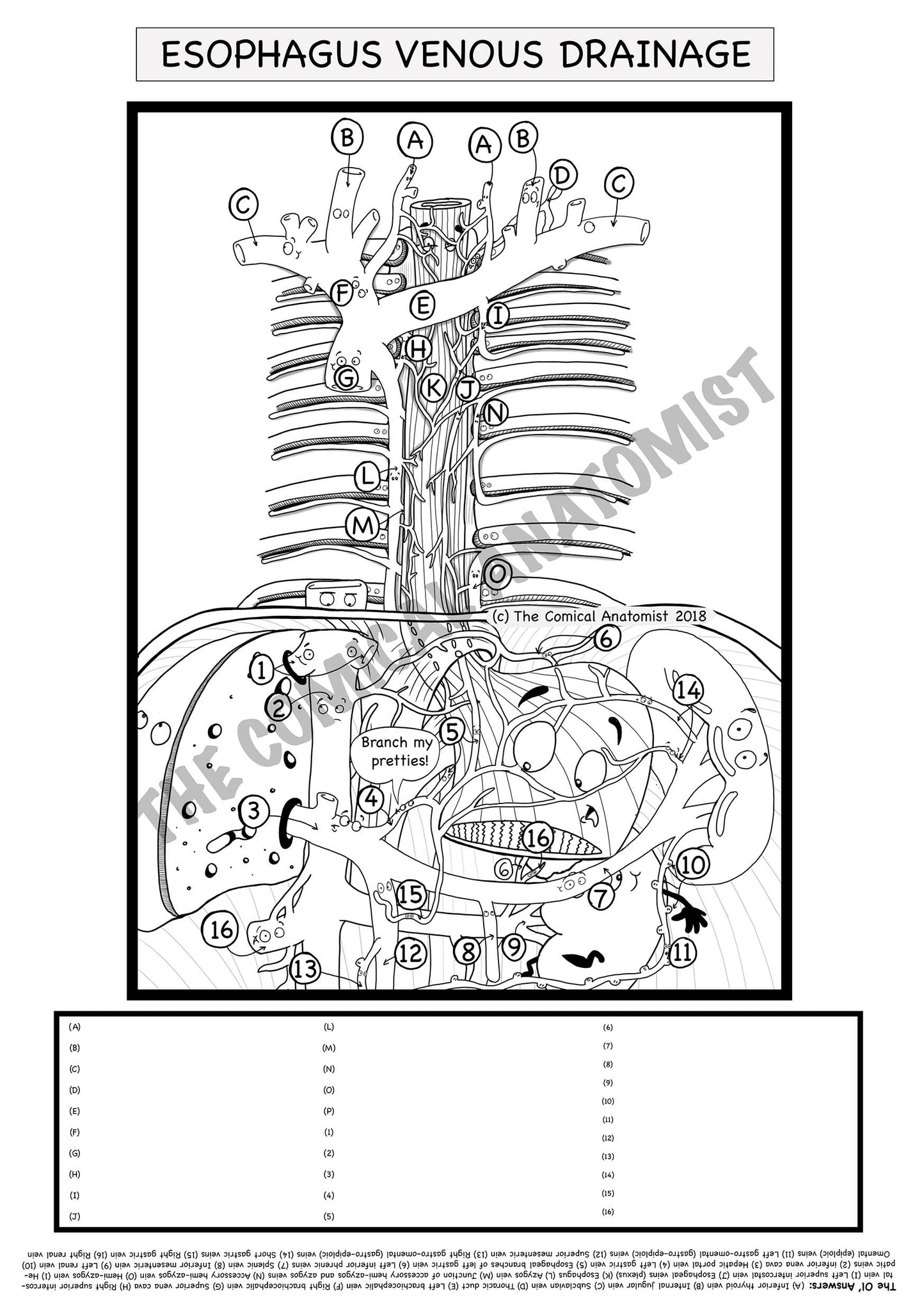 Digestive System Coloring Book (Digital Download) | The Comical ...