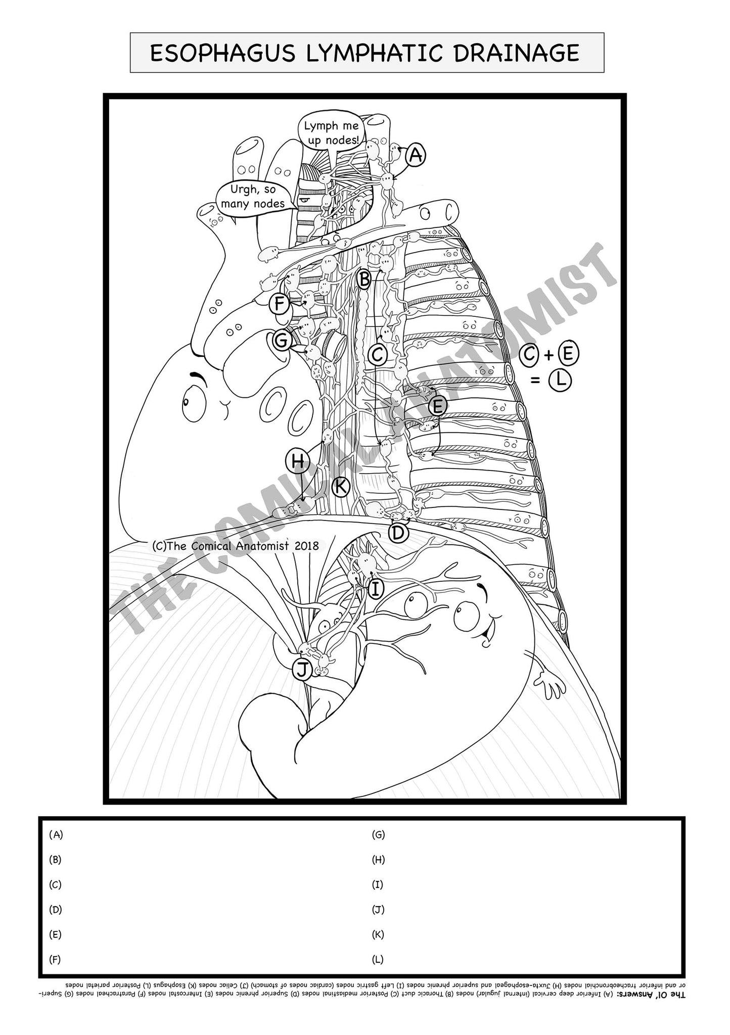 Digestive System Coloring Book (Digital Download) | The Comical ...