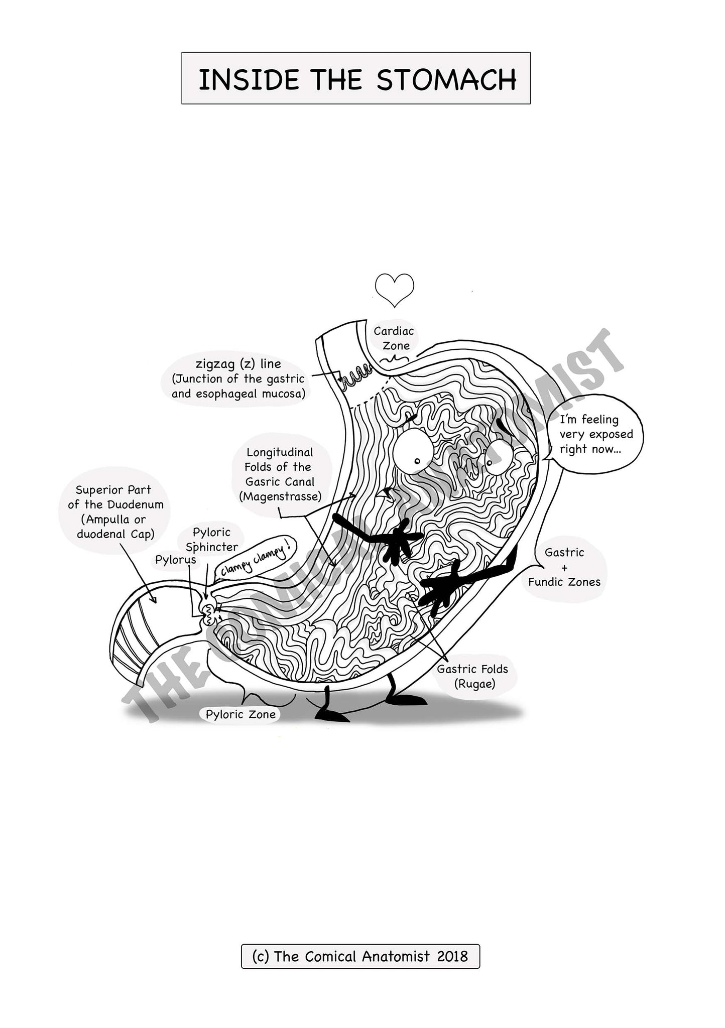 Digestive System Coloring Book (Digital Download) | The Comical ...