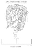 Digestive System Coloring Book (Digital Download) | The Comical ...