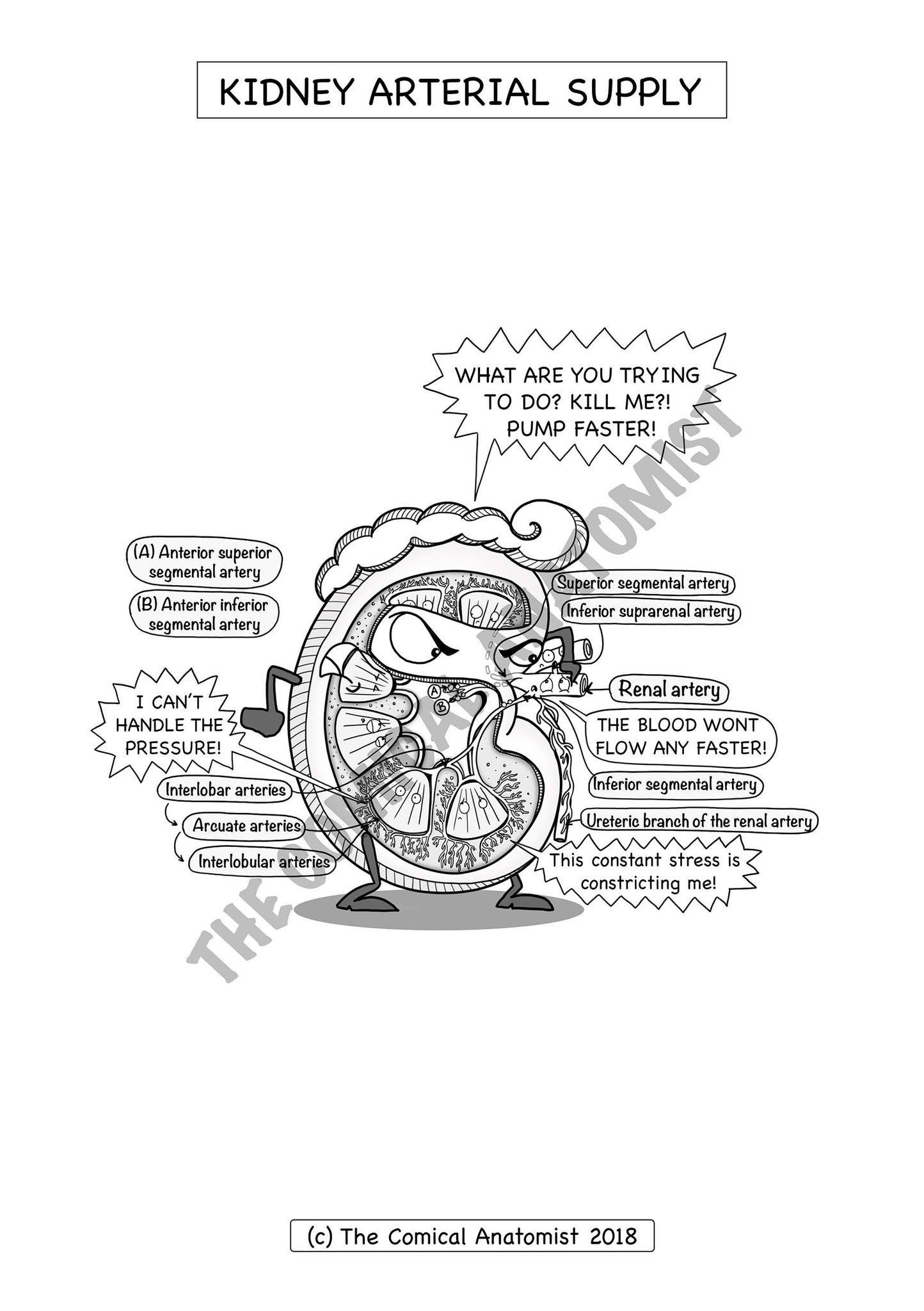 Urinary System Coloring Book | The Comical Anatomist Shop