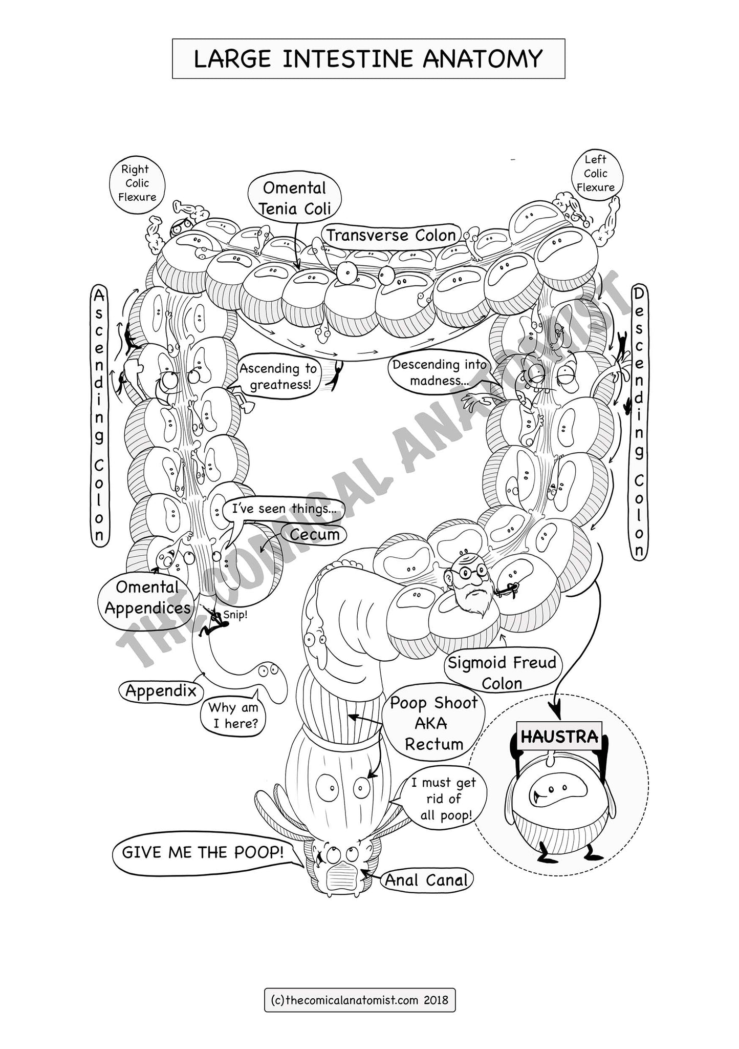 Digestive System Coloring Book (Digital Download) | The Comical ...