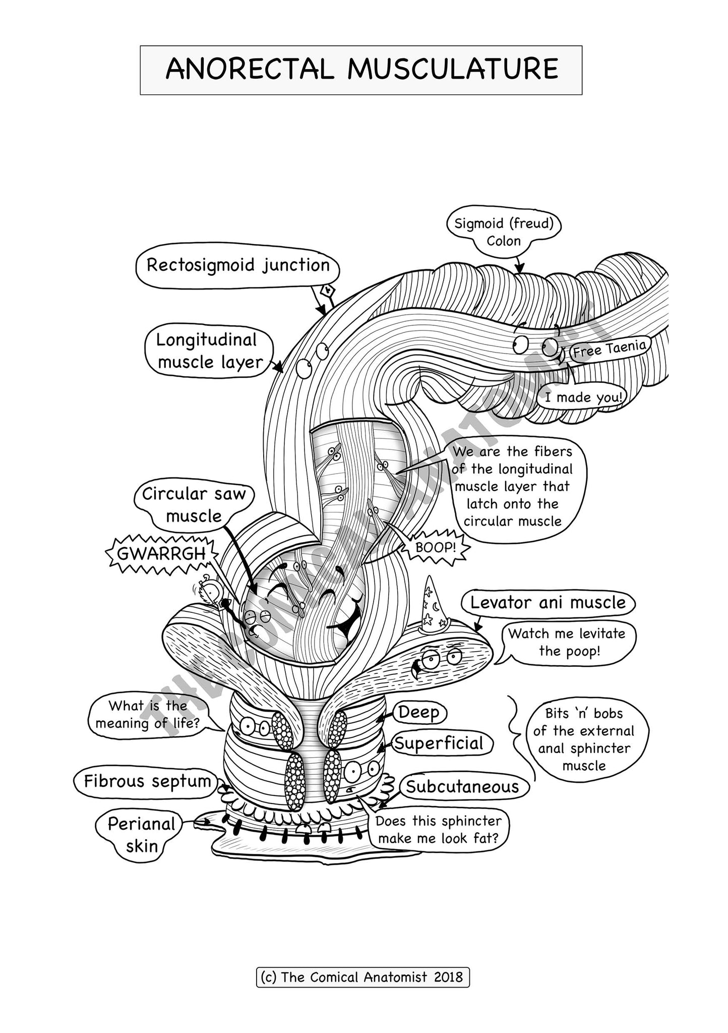 Digestive System Coloring Book (Digital Download) | The Comical ...