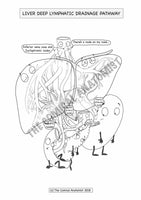 Digestive System Coloring Book (Digital Download) | The Comical ...