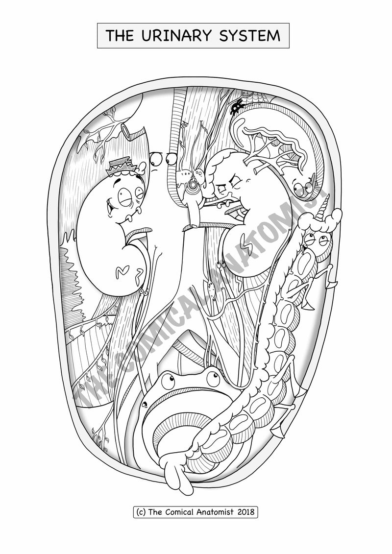 urinary system organs drawing